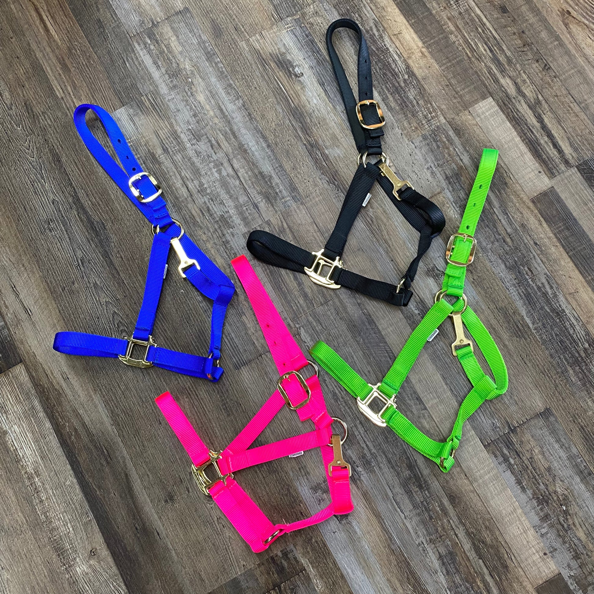 Nylon Standard Size Halter w/ Gold Hardware & Snap Assorted Colors ...